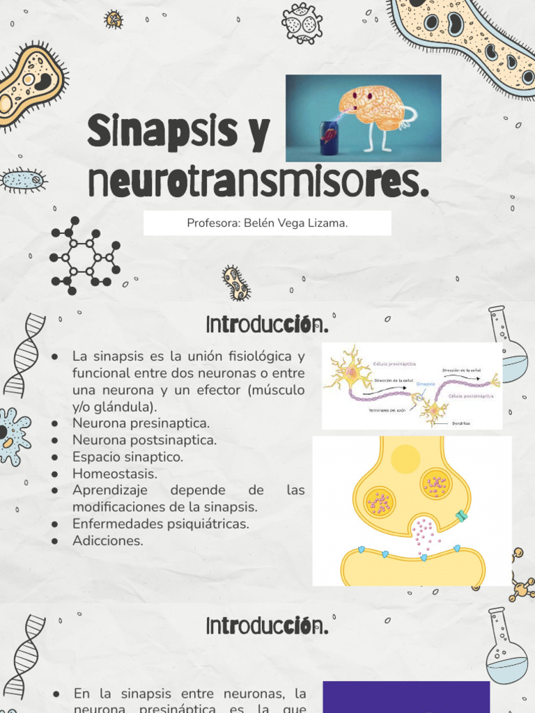 Sinapsis - 1 | PDF | Sinapsis | Neurotransmisor
