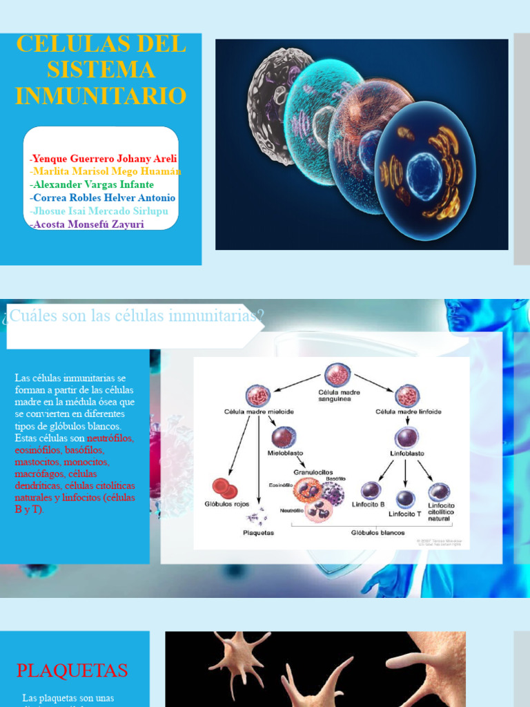 Celulas Del Sistema Inmunitario (1) | Descargar gratis PDF | Sistema inmune | Leucocito