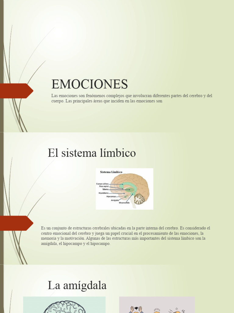 Neurobiologia De Las Emociones Pdf Las Emociones Cerebro
