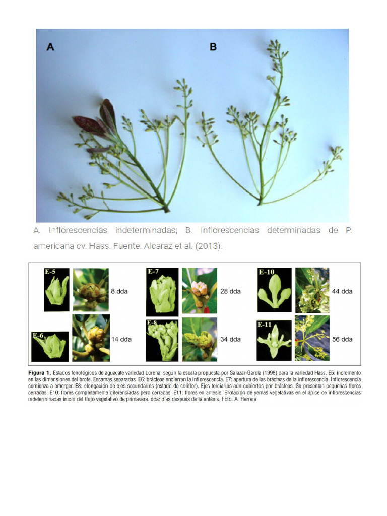 Paltos Imagenes | PDF