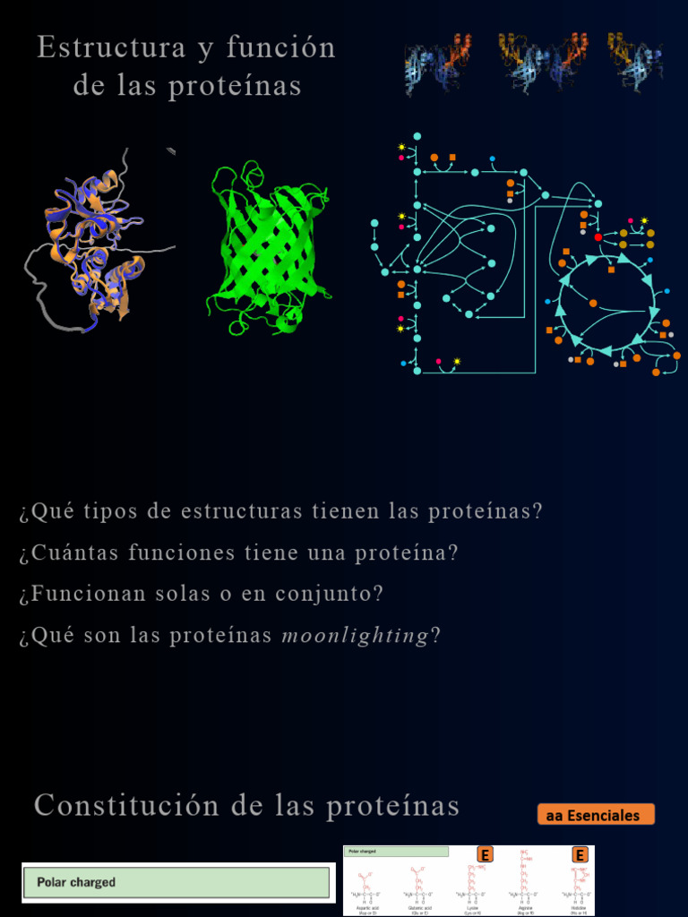 Estructura y Función de Las Proteínas | PDF | Proteínas | Enzima