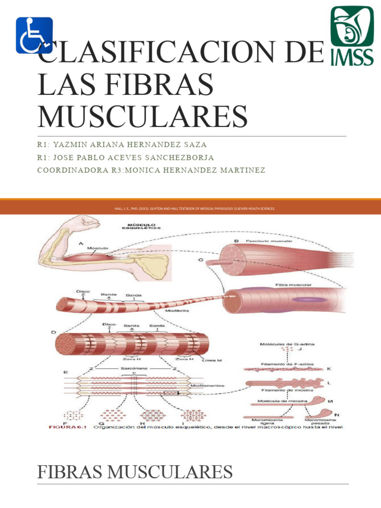 Clasificacion de Las Fibras Musculares | PDF | Músculo | Biología