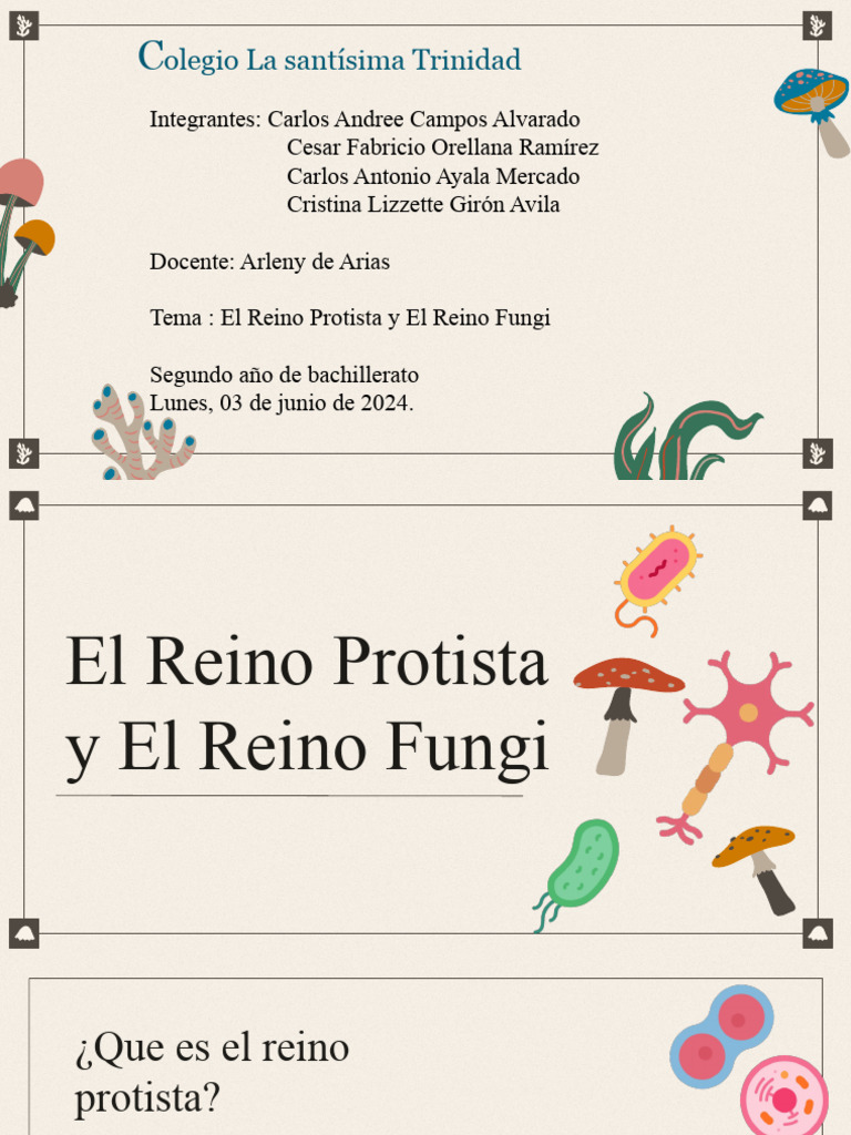 Reino Protista y Reino Fungi: Características y Clasificación | PDF ...