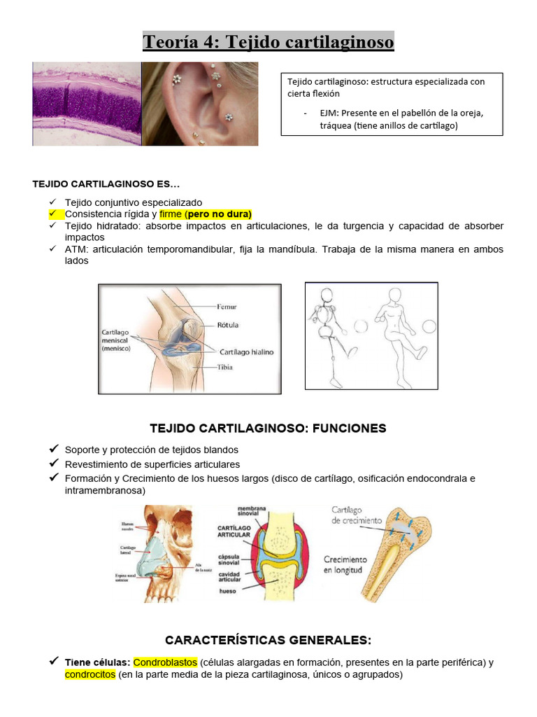 T4. Tejido Cartilaginoso | PDF | Cartílago | La matriz extracelular