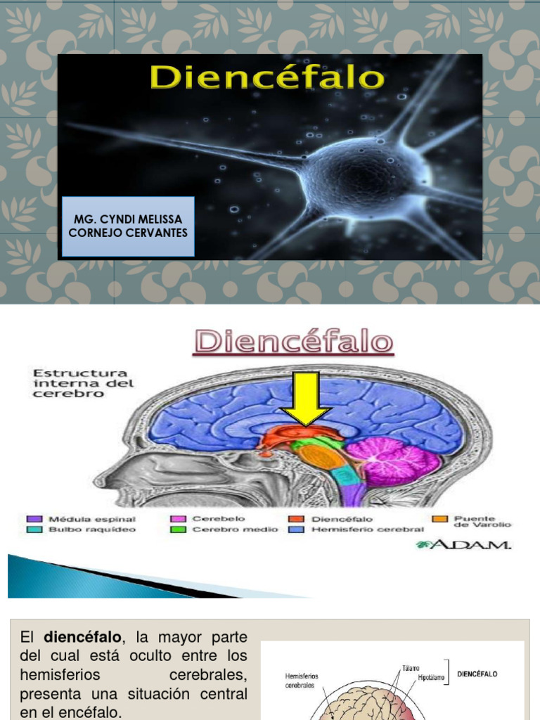 DIENCEFÁLO | PDF | Hipotálamo | Tálamo
