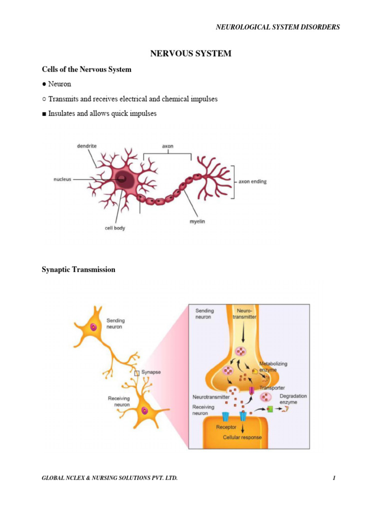 Nervous System. 1 | PDF | Stroke | Cerebrospinal Fluid