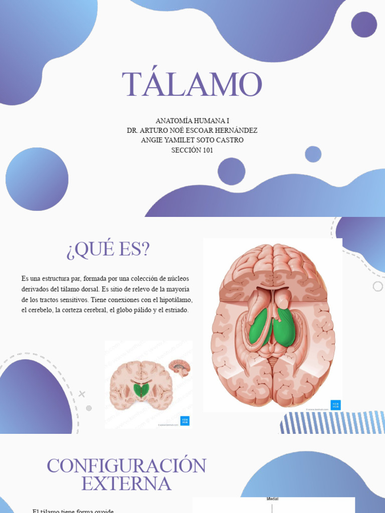 Tálamo Anatomía | PDF | Tálamo | Médula espinal