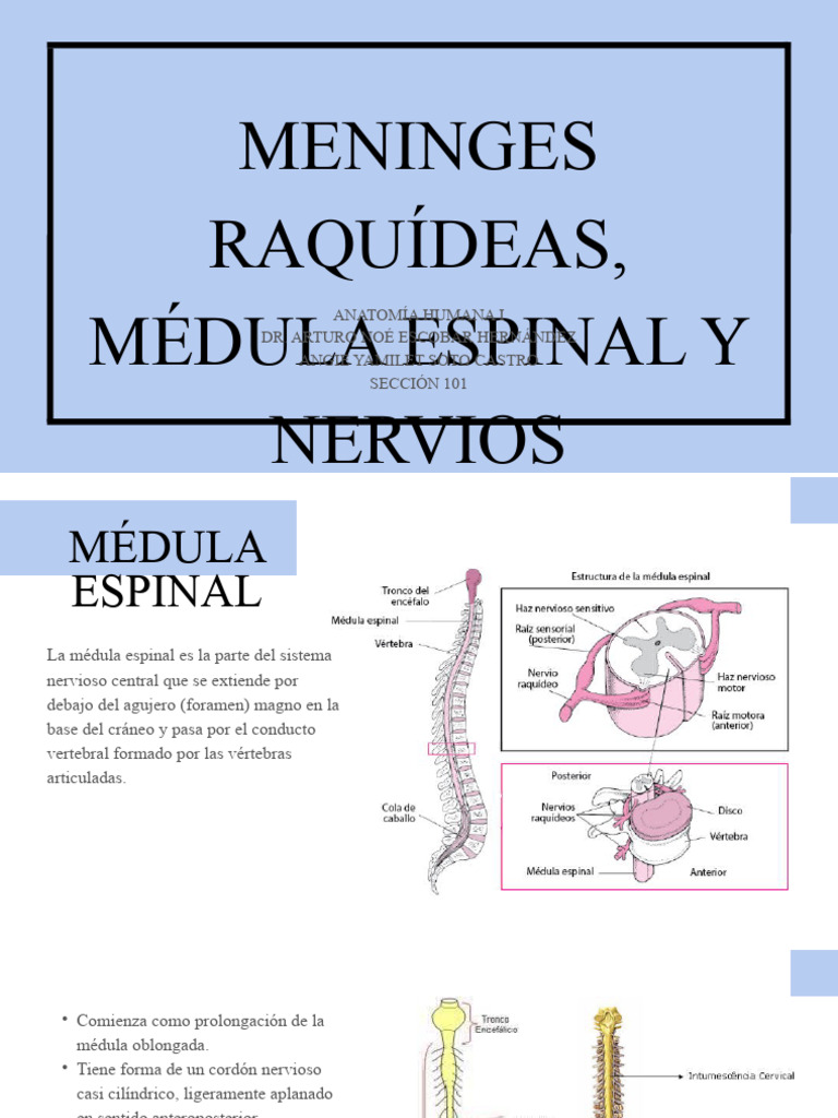 Meninges Raquídeas, Médula Espinal y Nervios Raquídeos | PDF | Médula ...
