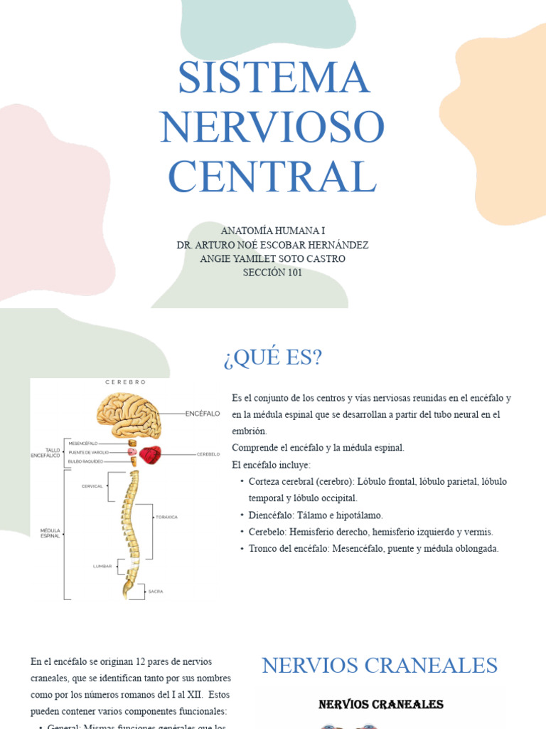 SNC Anatomía | PDF | Neurona | Sinapsis