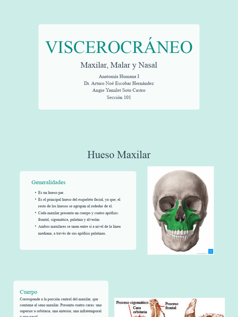 Viscerocráneo Maxilar, Malar y Nasal | PDF | Cara | Sistema ...