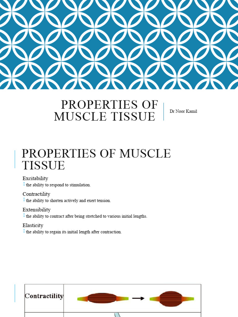 Properties of Muscles | PDF | Muscle Contraction | Stimulus (Physiology)