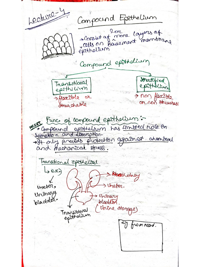 Nomesh Sir Class Notes CH 1 | PDF