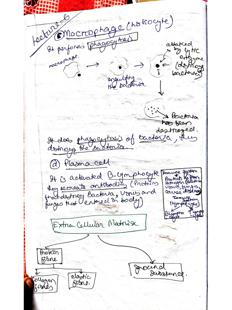 Macrophage Class Noes Nomesh Sir | PDF