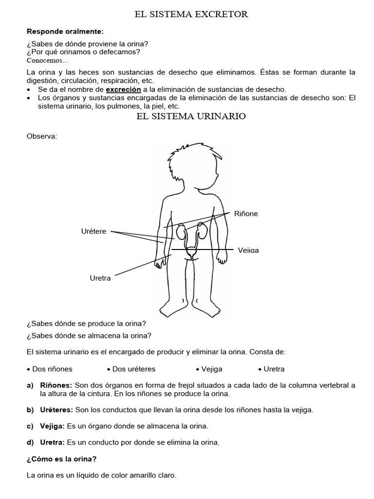El Sistema Urinario | PDF | Sistema urinario | Orina