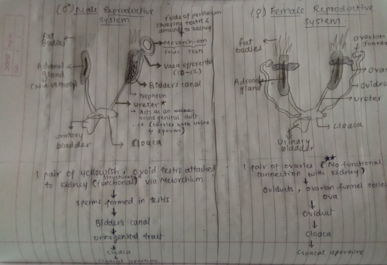 Male and Female Reproductive System of Frog. | PDF