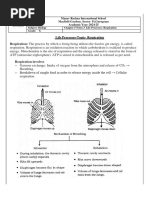 ? IGCSE Biology Chapter 11 Notes | PDF | Respiratory System ...