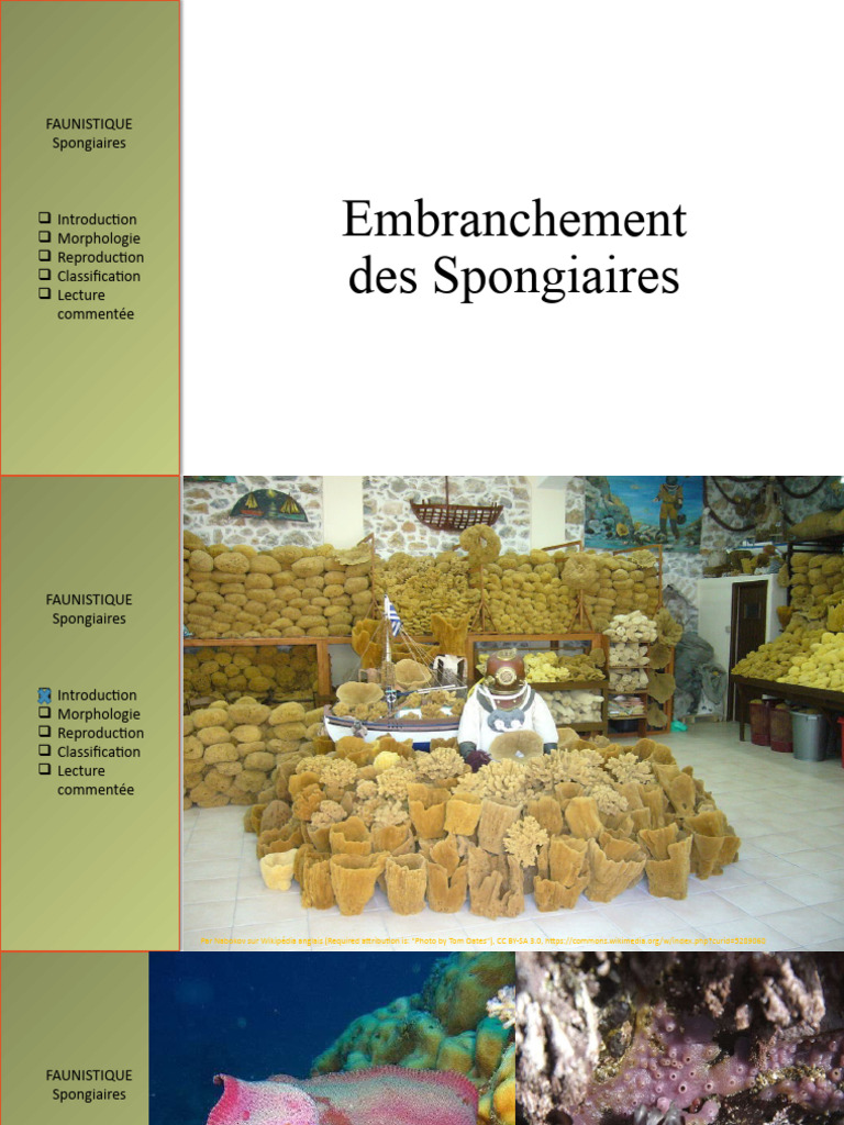 2 Spongiaires | PDF | Éponge | Biologie