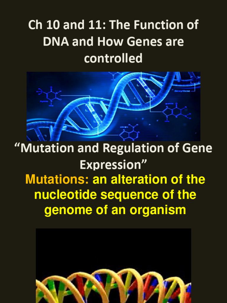 Gene Mutation and Expression Control | PDF | Messenger Rna | Gene