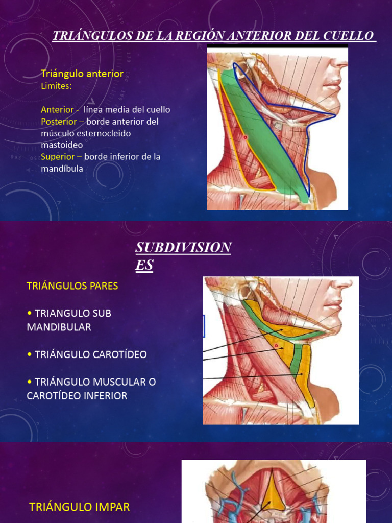 Triángulos de La Región Anterior Del Cuello | PDF | Sistema musculoesquelético | Cabeza y cuello ...