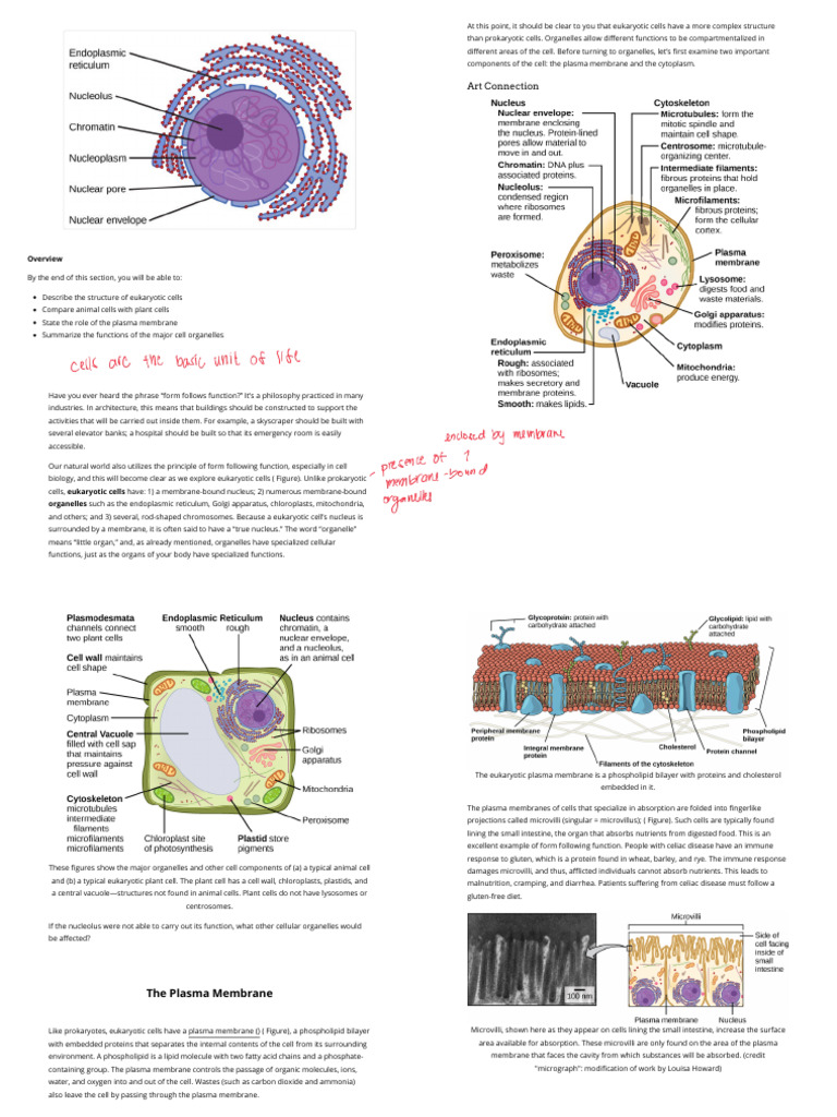 The Cell, Cell Structure, Eukaryotic Cells _ OER Commons | PDF | Cell ...