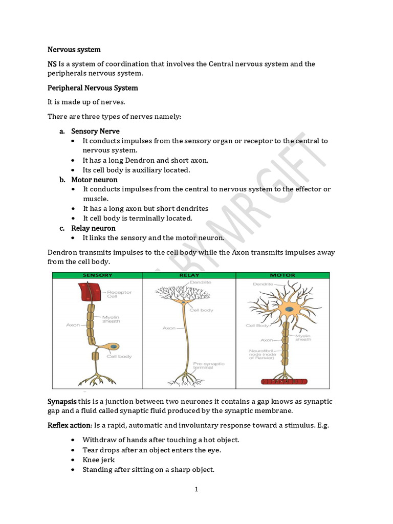 Nervous System Pdf Nervous System Neuron