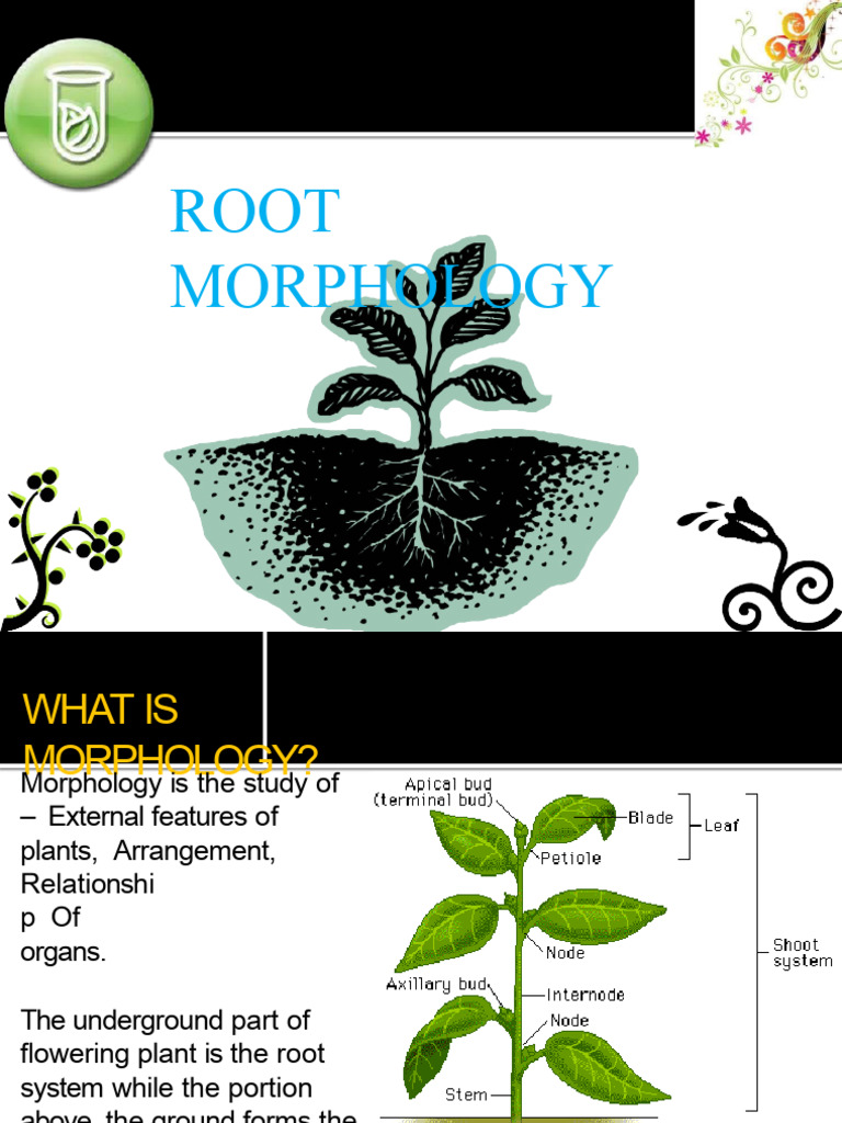 Chapter 4 Part 1 | PDF | Root | Plant Stem