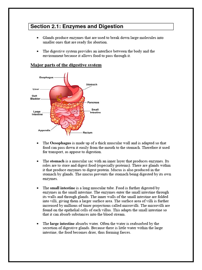 1.2 Enzymes and The Digestive System | PDF | Active Site | Enzyme Inhibitor