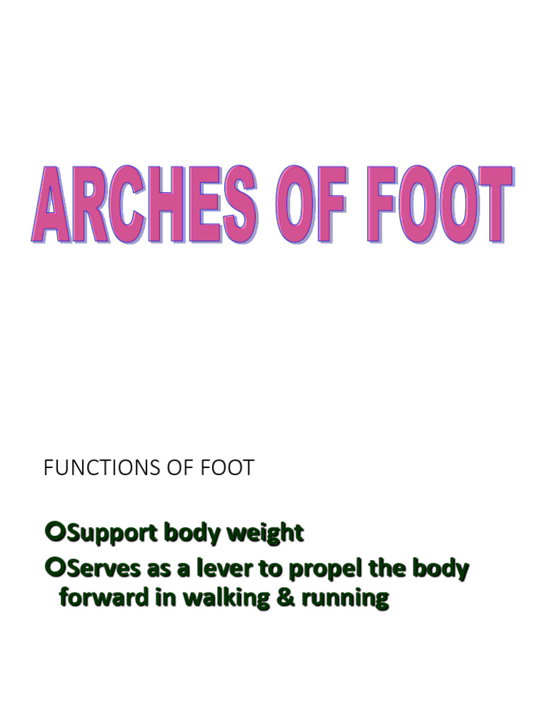 Arches of Foot | PDF | Foot | Anatomy