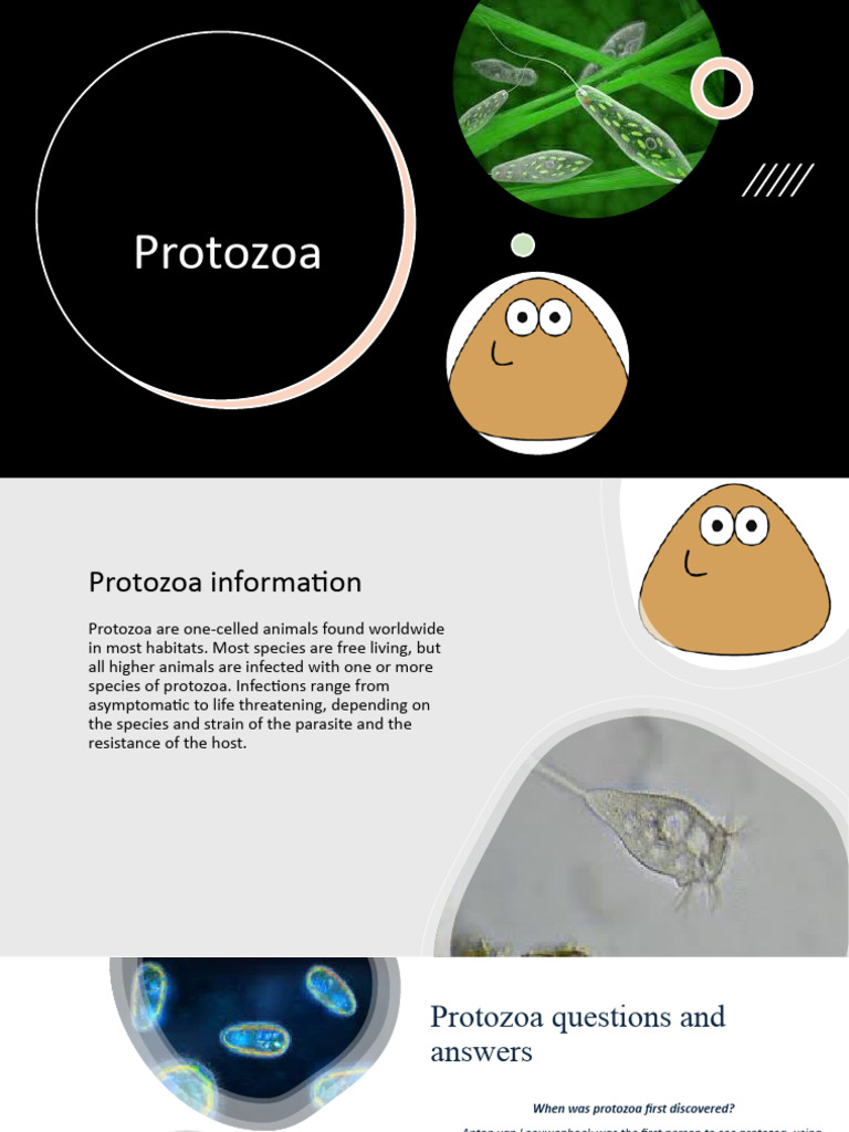 Presentation 1 | PDF | Protozoa | Bacteria