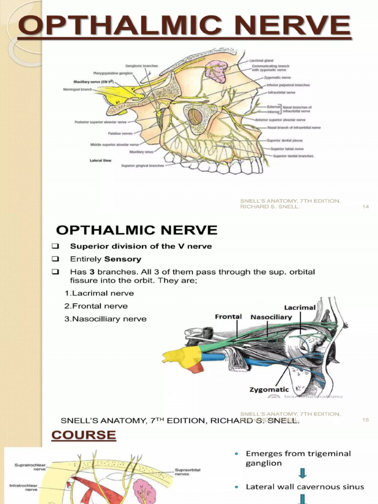 Mansii Anatomy | PDF