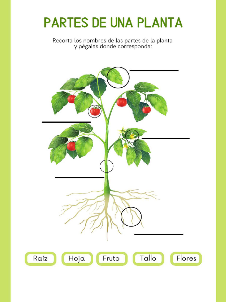 Partes Planta Castellano Ingles 1 | PDF