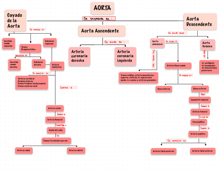 Anatomía de la Aorta y sus Ramas | PDF | Aorta | Abdomen