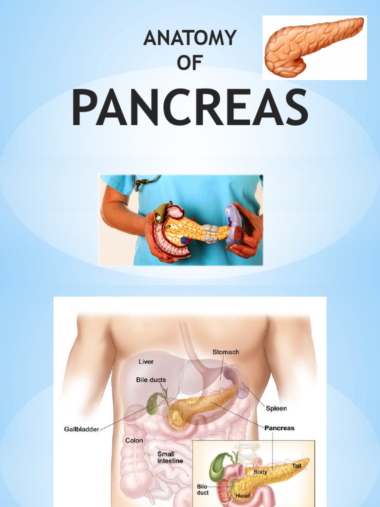 Anatomy of Pancreas | PDF | Pancreas | Animal Anatomy