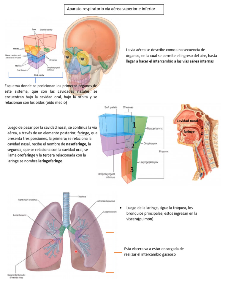 Via Aerea Superior e Inferior 1 (Recuperado Automáticamente) | PDF ...