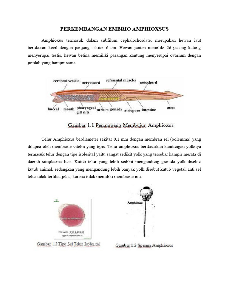 Perkembangan Embrio Amphioxsussss | PDF