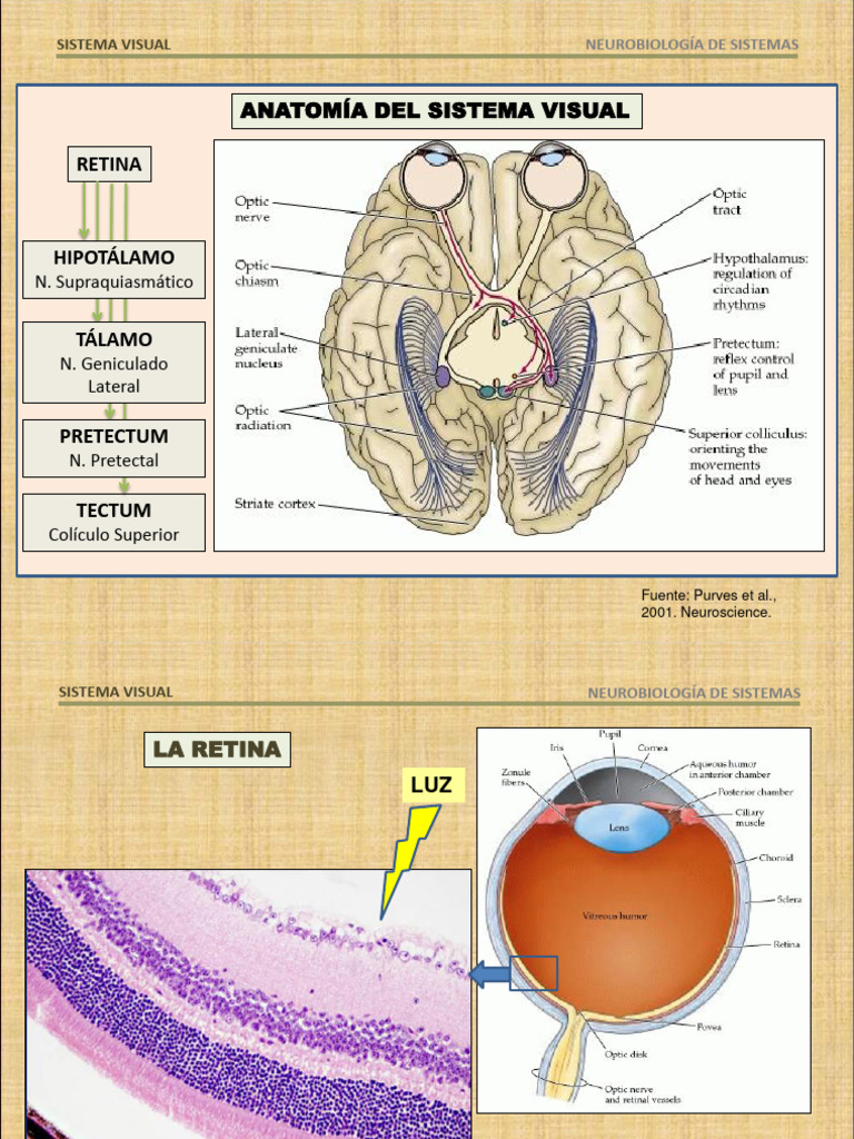 TEMA 5 - Material Complementario Anatomia SIST VISUAL | Descargar ...