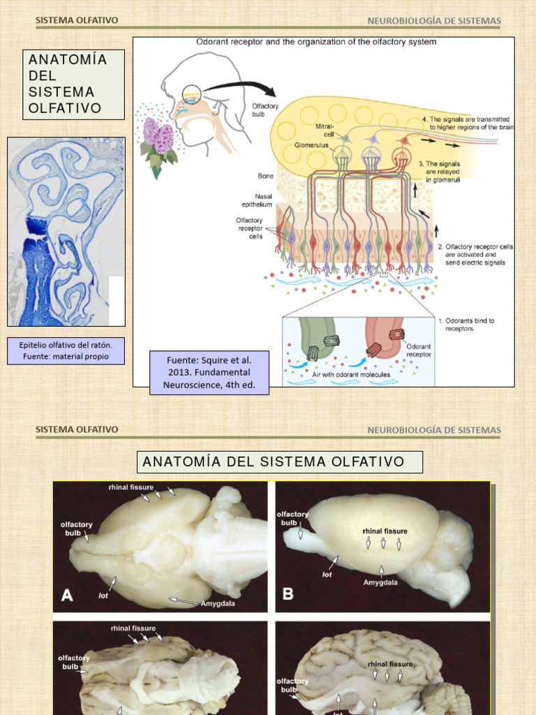 Tema 4.1 - Sist Olfativo | PDF | Sistema olfativo | Cerebro
