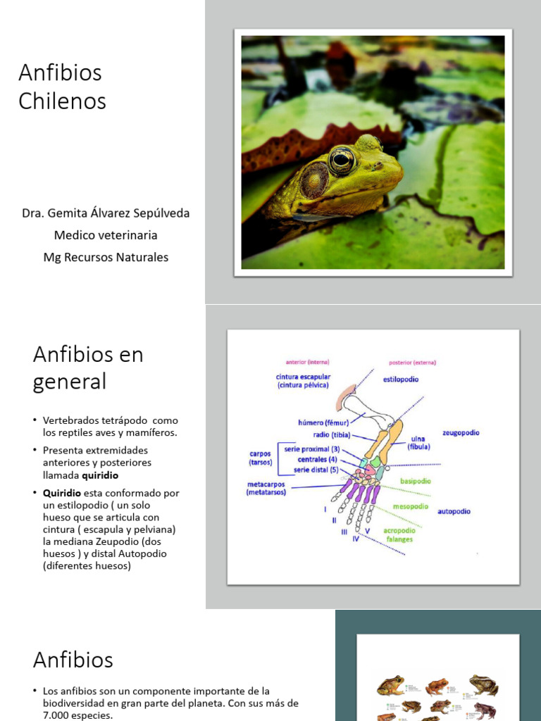 Anfibios | PDF | Anfibio | Chile