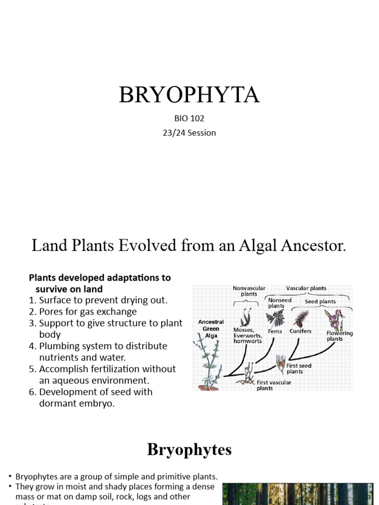 Bryophyta | PDF | Fern | Spore