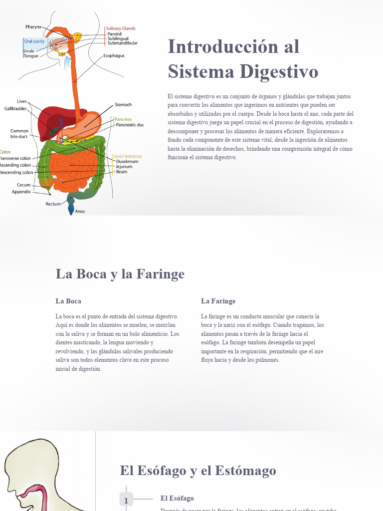 Tarea Sistema Digestivo | PDF | Sistema digestivo humano | Tracto ...
