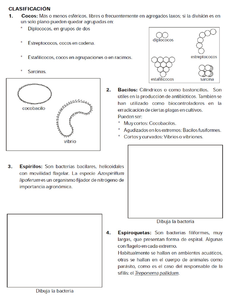 Tipos de Bacterias | PDF