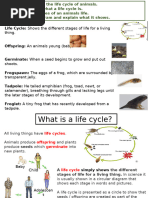 Lizard Life Cycle | PDF