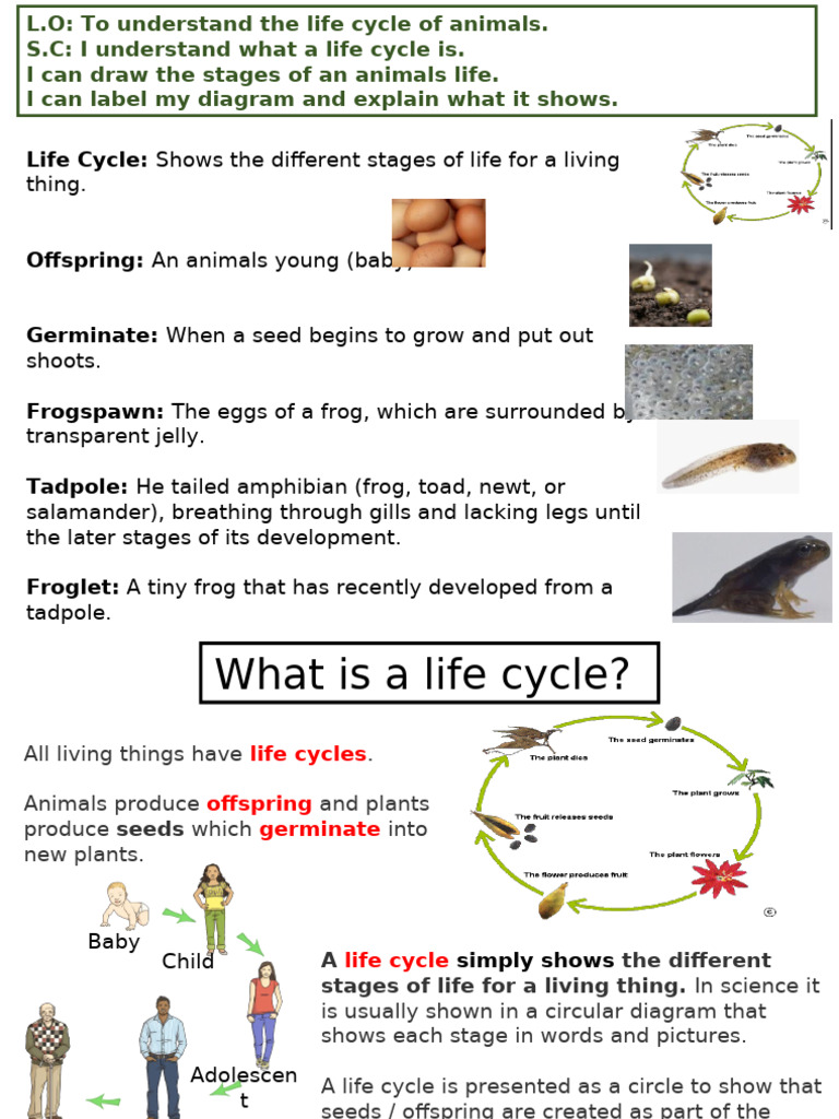 Science Animal Life Cycles Lesson 6 | PDF | Frog | Butterfly