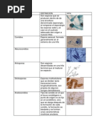 Tipos y formación de conidios en hongos | PDF | Espora | Hongo