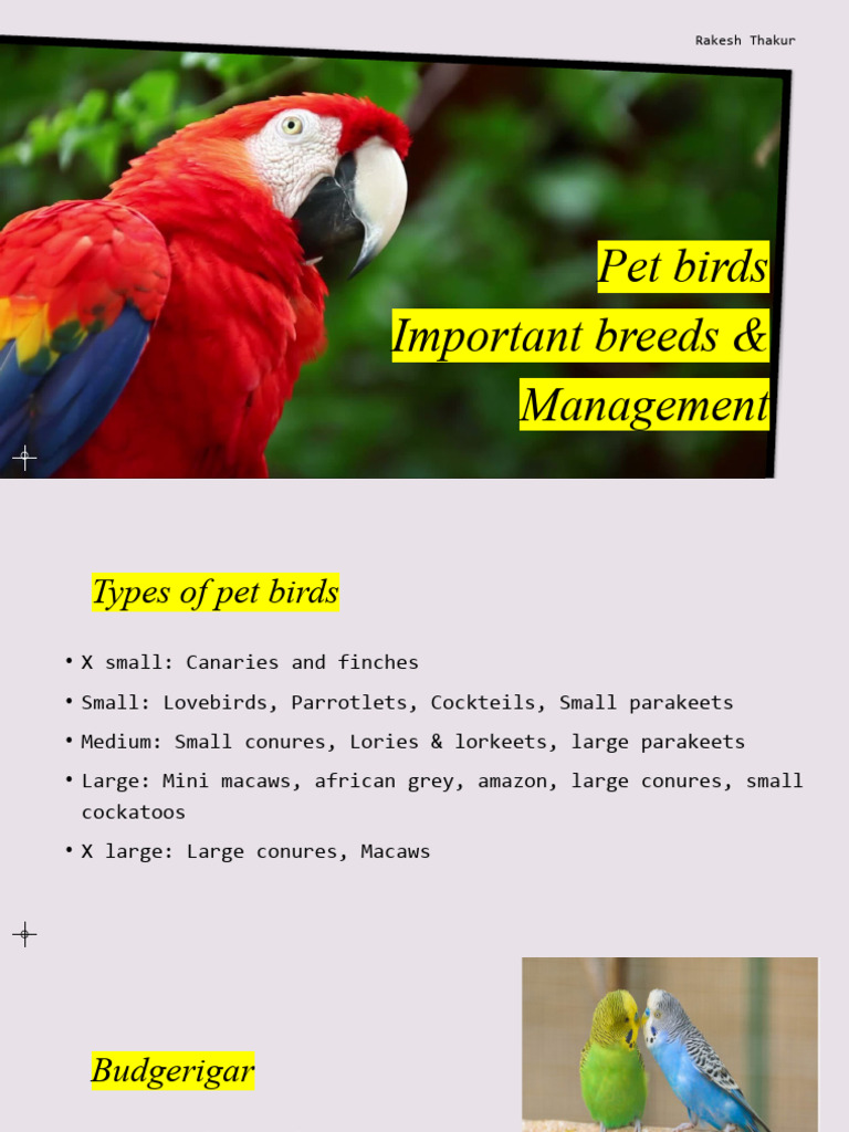 Comprehensive Guide to Pet Bird Breeds & Care | PDF | Birds | Ornithology