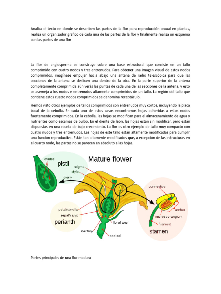Partes de la Flor y su Estructura | PDF | Flores | Tallo de la planta