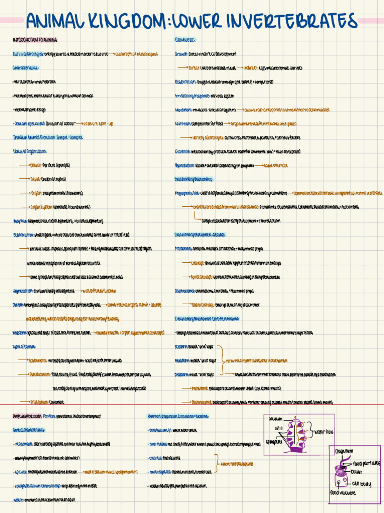 Animals Study Guide - Yeshen A. (2-4) | PDF | Invertebrate | Mollusca
