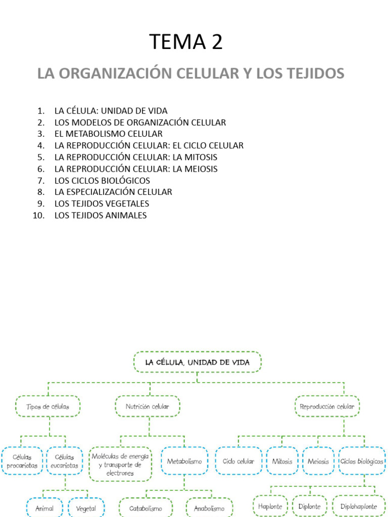 Tema 2 La Cã Lula Unidad de Vida Parte I 1bach | PDF | Mitosis | Biología Celular)