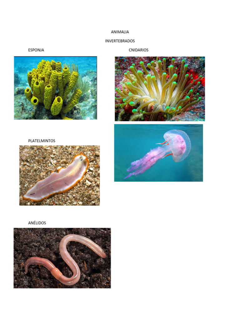 Clasificación de Invertebrados en Animalia | PDF | Salud y bienestar