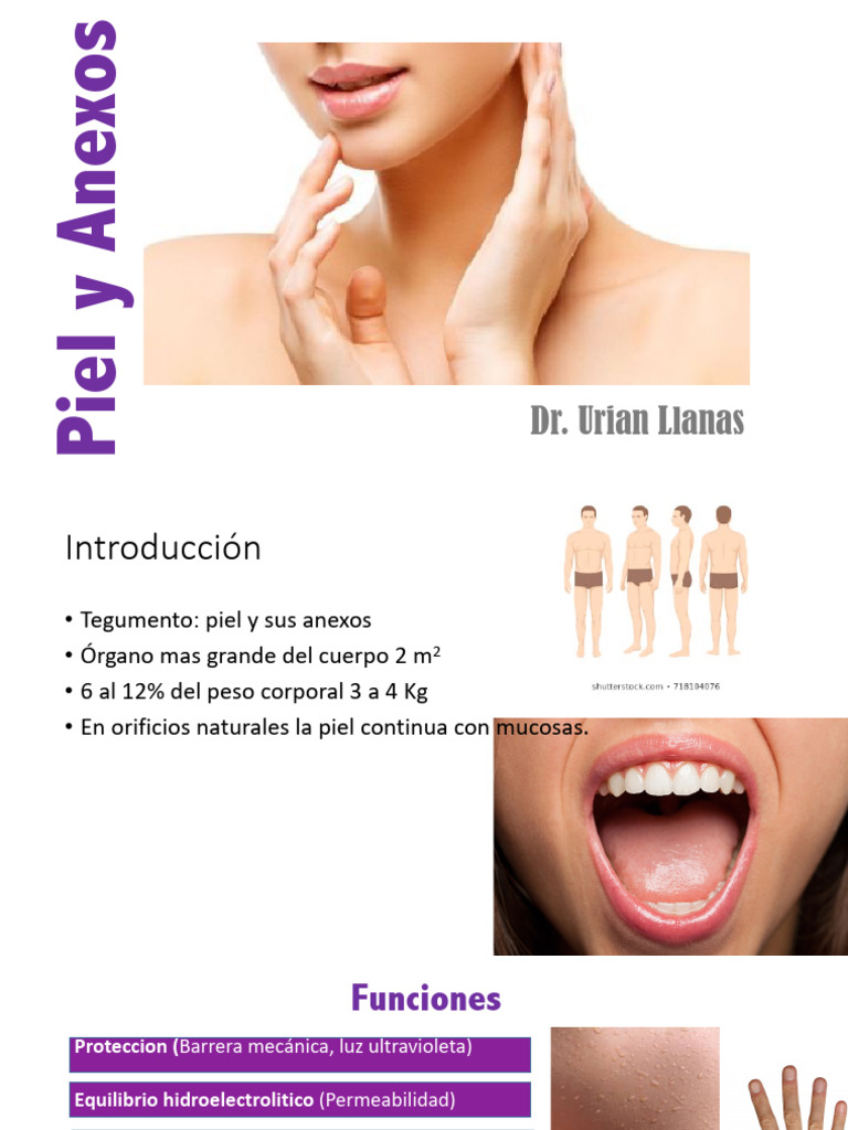 Piel y Anexos | PDF | Piel | Epidermis